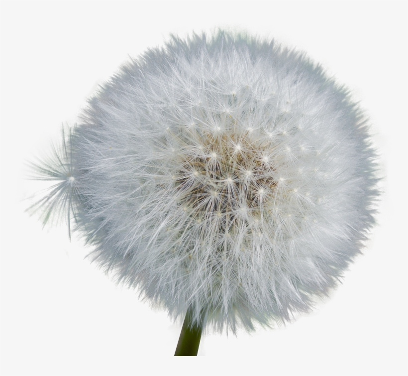 Dandelion - Free Transparent PNG Download - PNGkey