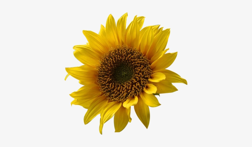 Quality High Resolution Png Images With A Transparent - Flowers With ...