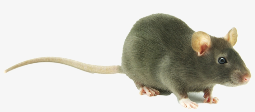 Cute Rat Transparent - Free Transparent PNG Download - PNGkey