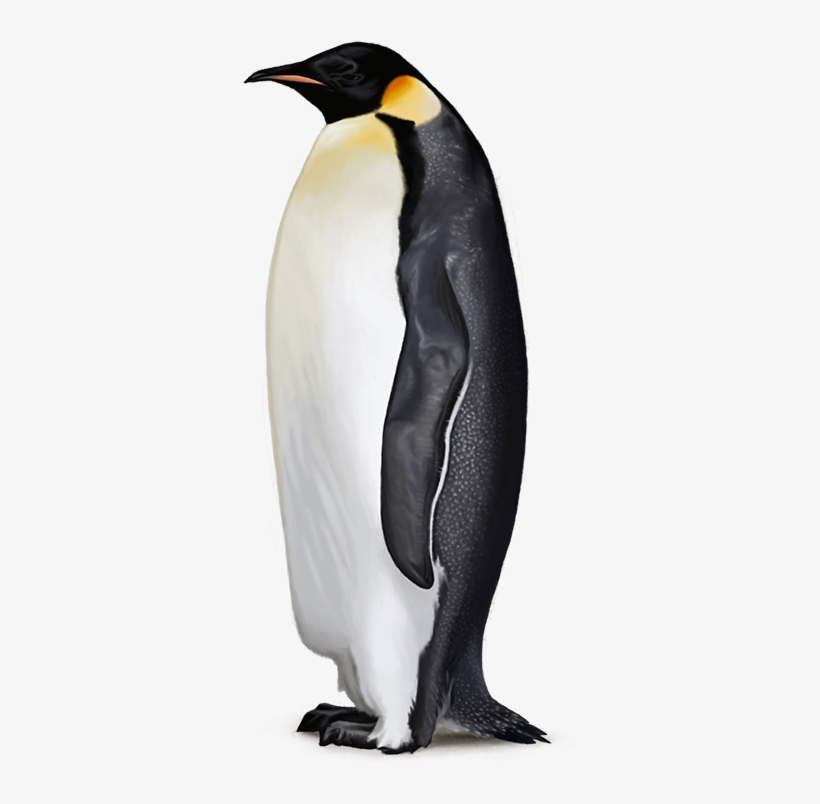 Emperor Penguin Png - Free Transparent PNG Download - PNGkey
