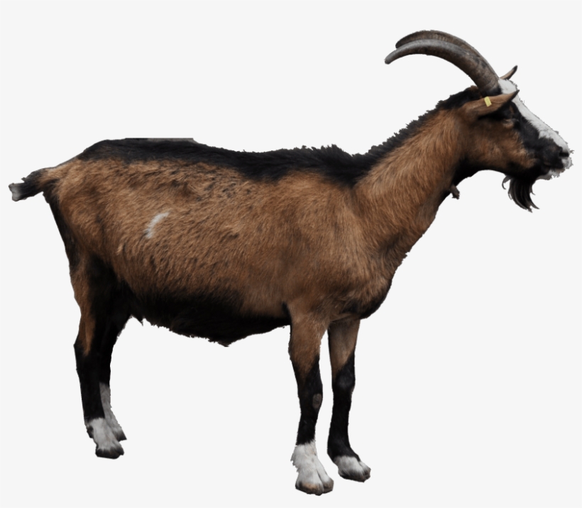 Free Png Goat Png Images Transparent - Goat Png - Free Transparent PNG ...