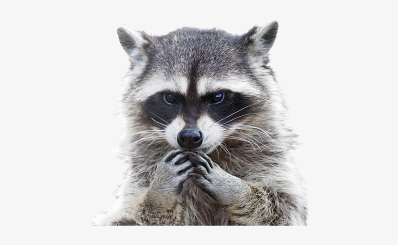 Raccoon Free Png Image - Raccoon With Hands On Its Face - Free ...