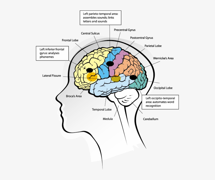 Source - Http - //www - Icanreadsystem - Com/wp Brain - Brain Process ...
