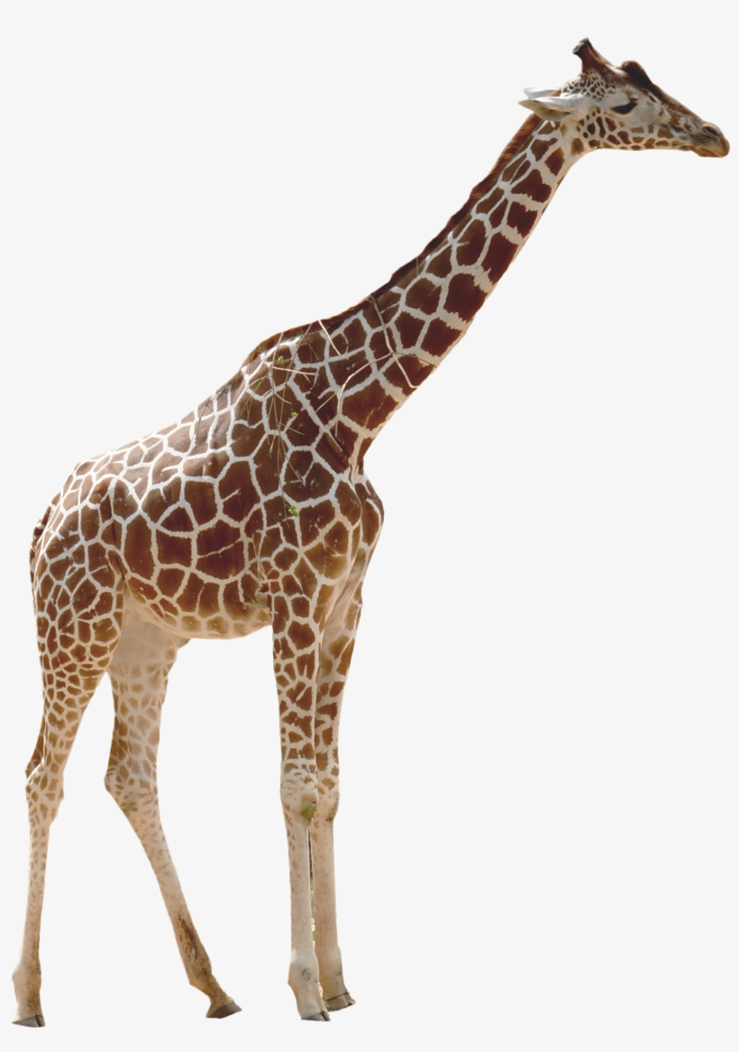 Transparent Background Giraffe Transparent - Free Transparent PNG ...