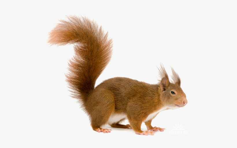 Squirrel Gif Png - Free Transparent PNG Download - PNGkey