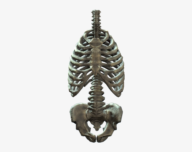 Rib Cage And Pelvis - Free Transparent PNG Download - PNGkey