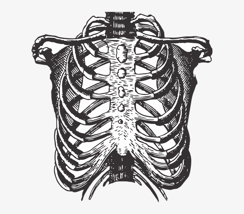 Rib Bones Png - Free Transparent PNG Download - PNGkey