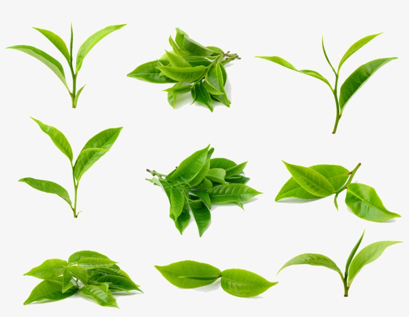 Clipart Leaves Green Tea Leaf - Matcha Leaf - Free Transparent PNG ...