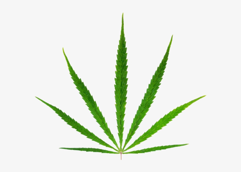 Hemp - Free Transparent PNG Download - PNGkey