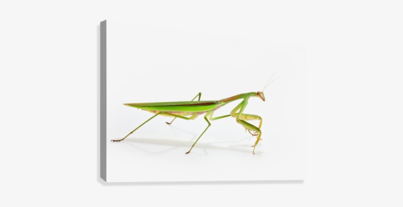 Praying Mantis On White Background - Praying Mantis On White Background ...