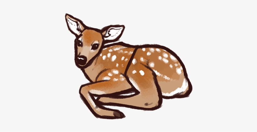 Fawn - Free Transparent PNG Download - PNGkey