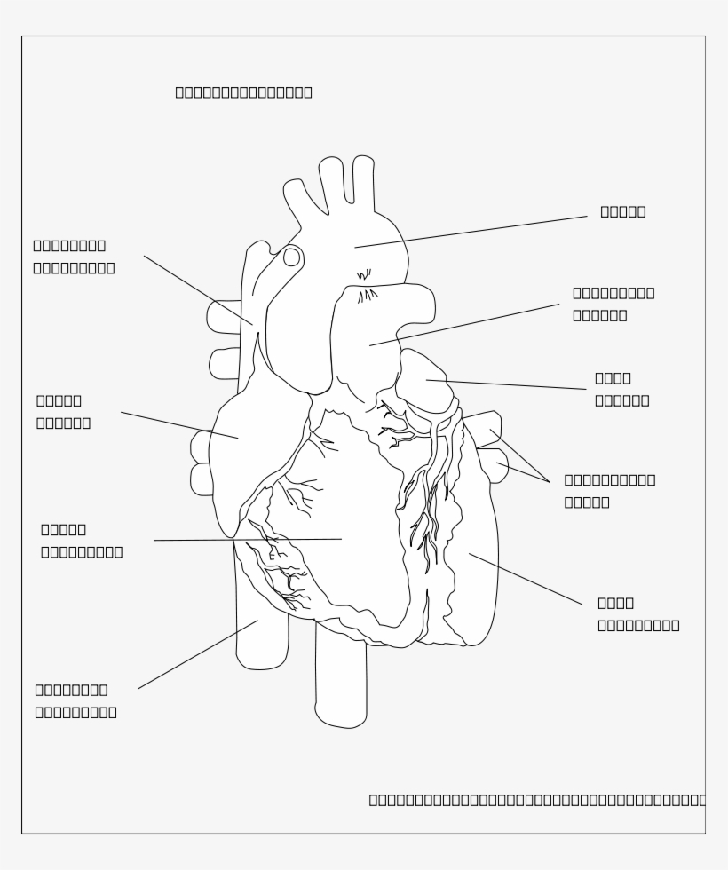 How To Set Use The Human Heart Clipart - Free Transparent PNG Download ...