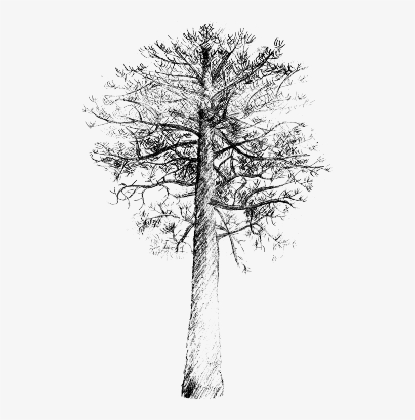Lodgepole Pine Scots Pine Tree Drawing Loblolly Pine - ด รอ อิ้ ง ต้นสน ...