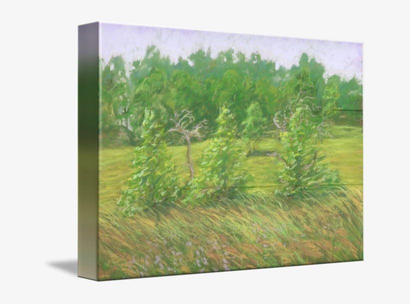 Windy Grass - Free Transparent PNG Download - PNGkey