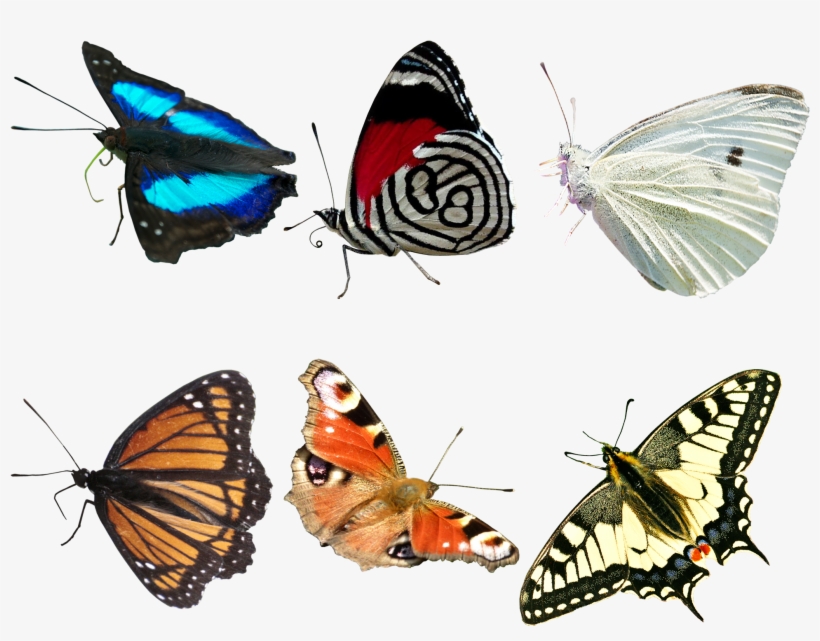 Visit - Real Butterfly Png Transparent - Free Transparent PNG Download ...