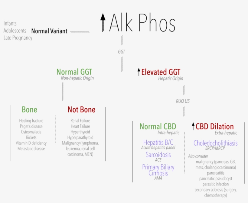 Alk Phos - Document - Free Transparent PNG Download - PNGkey