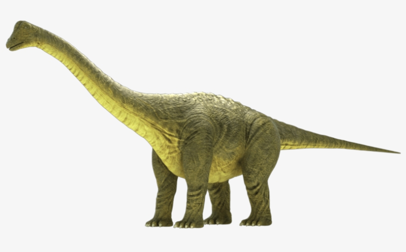 Brontosaurus Apatosaurus 3d Model - Brontosaurus - Free Transparent PNG ...