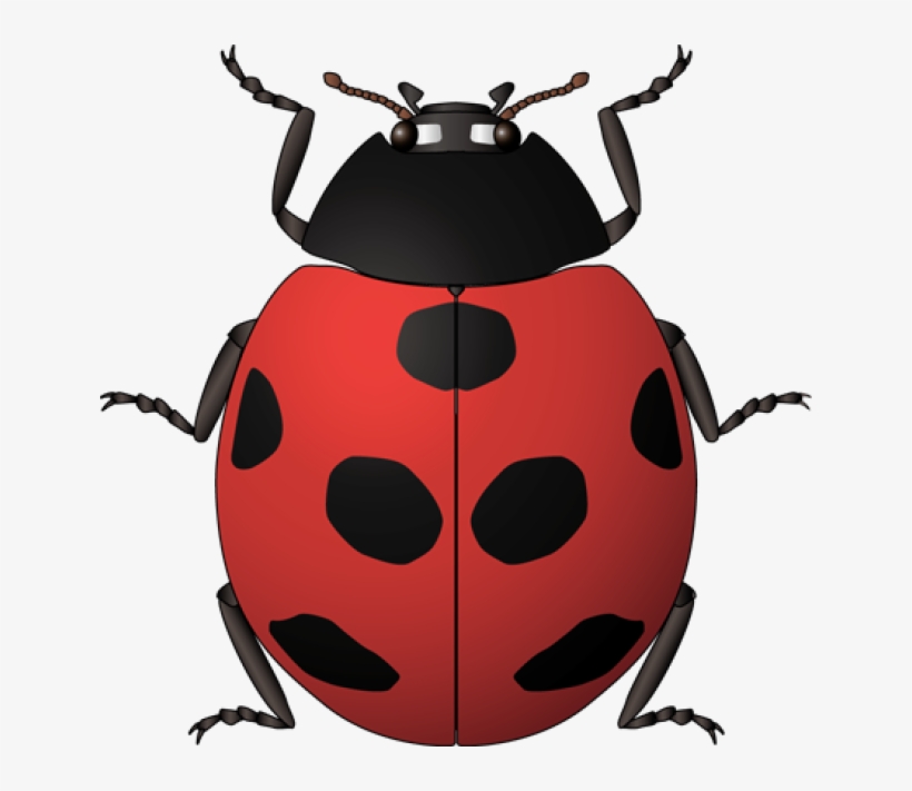 Ladybug Clipart Vintage - Insects Kids Spanish - Free Transparent PNG ...