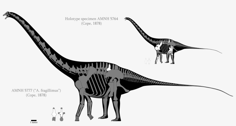 Amphicoelias Skeletal Reconstructions By - Amphicoelias Skeleton - Free ...