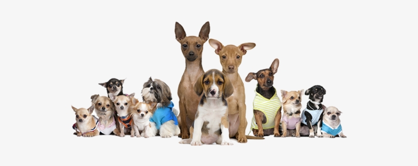 Pets Png - Free Transparent PNG Download - PNGkey