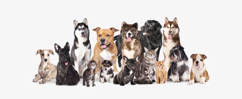 We Love Your Pets - Spca Dogs And Cats - Free Transparent PNG Download ...