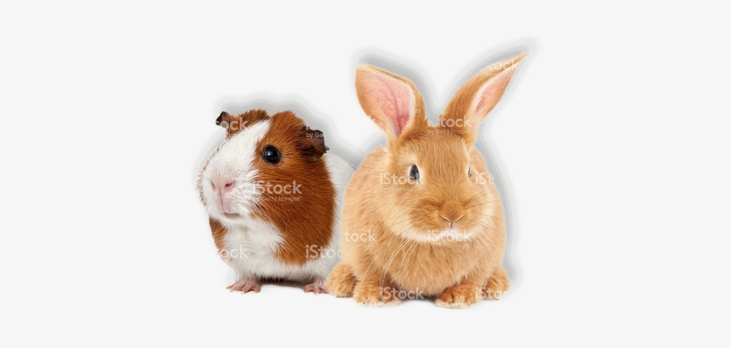 Fresh Pine Chew Log For Rabbits By Sungrow - 100% Natural - Free ...