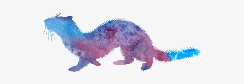 Bleed Area May Not Be Visible - Ferret - Free Transparent PNG Download ...