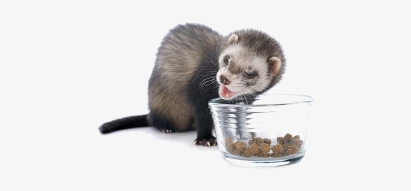 Ferret Transparent Images - Good Ferret - Free Transparent PNG Download ...
