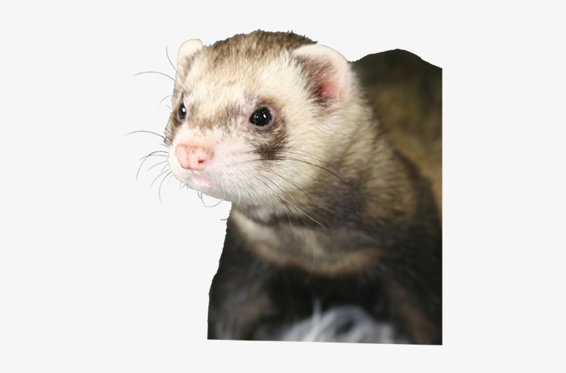 Ferret - Mouse - Free Transparent PNG Download - PNGkey