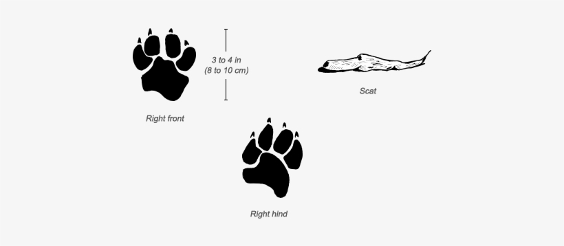 Striped Hyena Tracks - Striped Hyena Paw Print - Free Transparent PNG ...