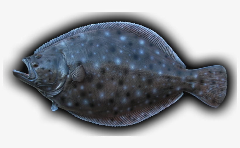 Flounder Fish Mount - Summer Flounder - Free Transparent PNG Download ...