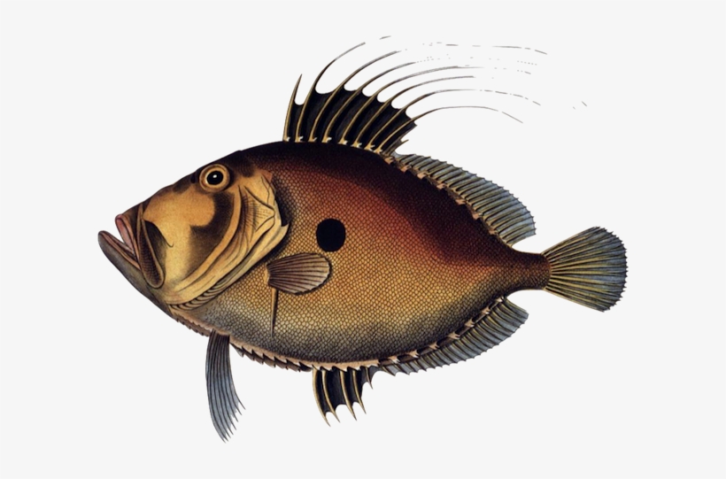 Bluegill Drawing Ocean Fish Png Black And White Download - Zeus Faber ...