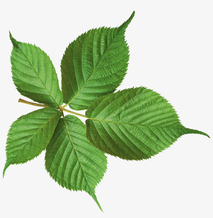 Free Photos, Free Images, Wind Turbine, Green Leaves, - Green Leaf ...