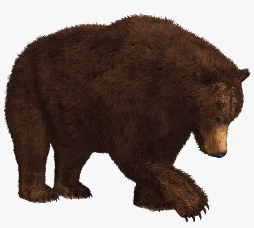 Bear Png Transparent Images - Free Transparent PNG Download - PNGkey