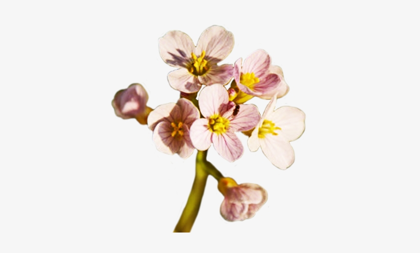 Spring Flower Png Free Download - Spring Flower Png Transparent - Free ...