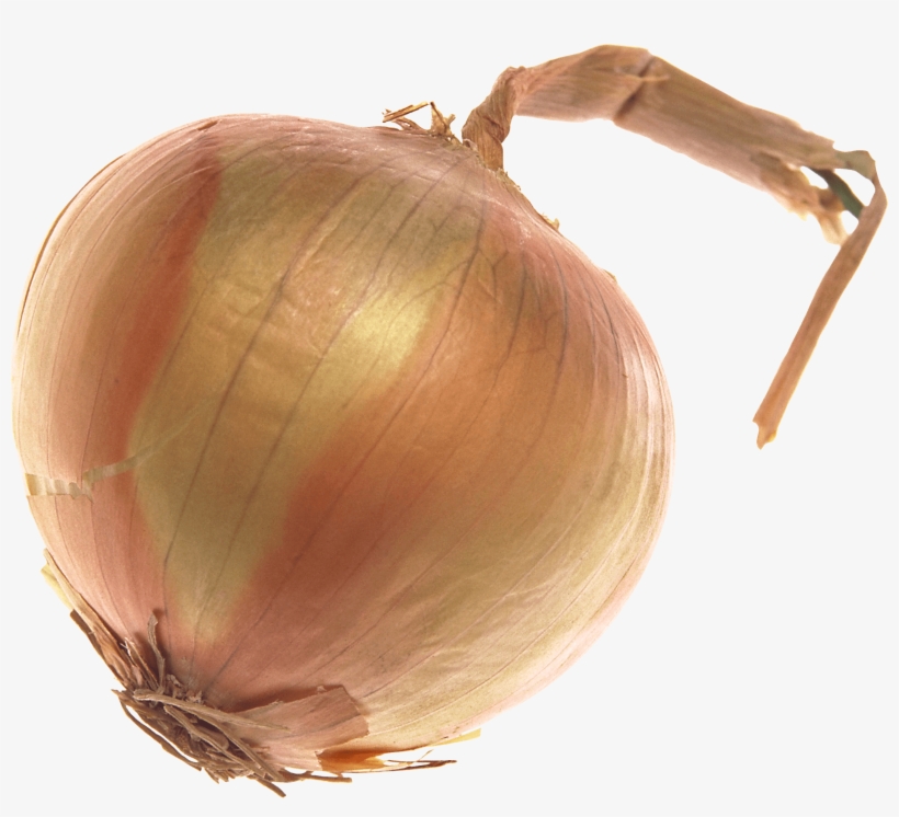 Onion Large - Onion Transparent Background - Free Transparent PNG ...
