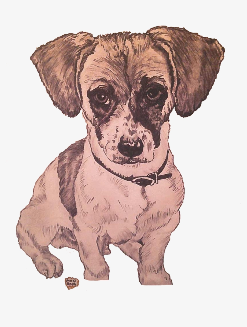 Raider The Puppy - Dog - Free Transparent PNG Download - PNGkey