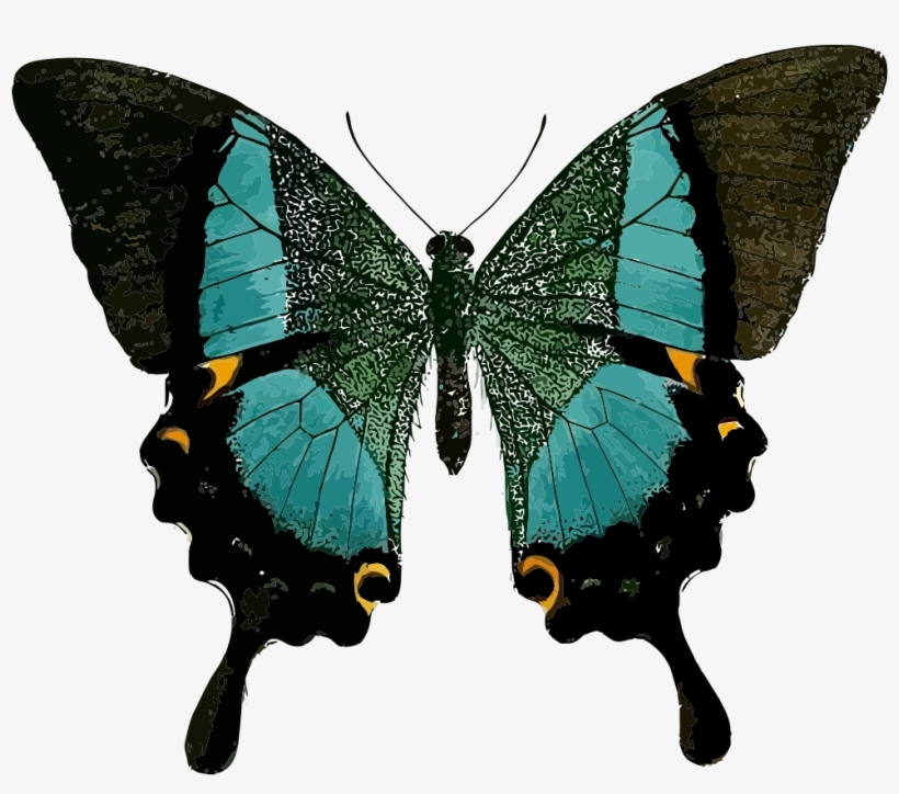 Vector Butterfly - Butterfly Line Of Symmetry - Free Transparent PNG ...