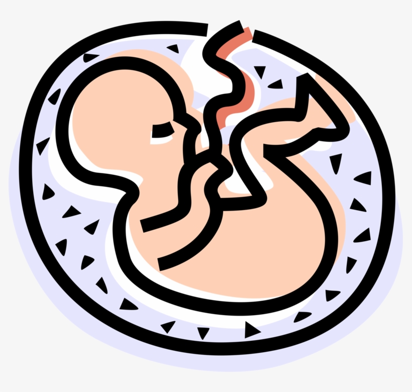 Vector Illustration Of Fetus Prenatal Human Between - Fetus - Free ...