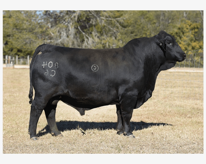 Bwcc Trailhead 804c6 Brangus Semen - Southern Cattle Company - Free ...
