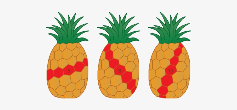 Fibonacci Numbers In Pineapples - Pineapple Fibonacci - Free ...