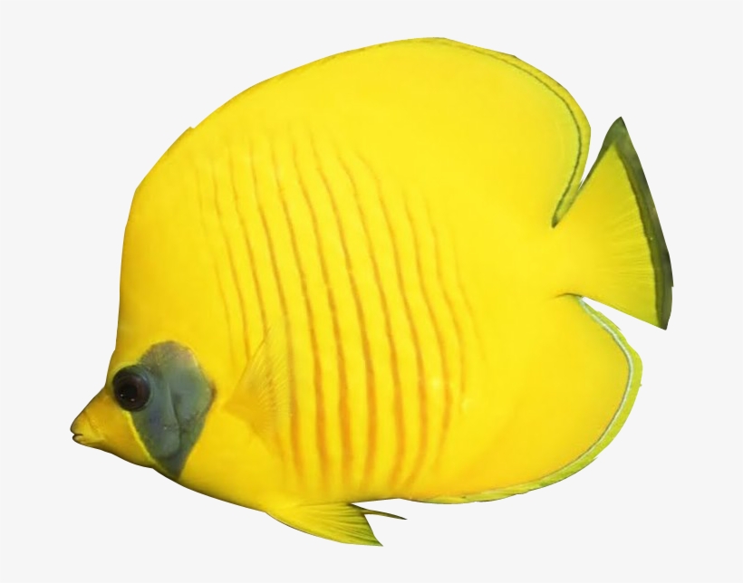 Tropical Fish Downloads Banner Black And White Download - Butterfly ...