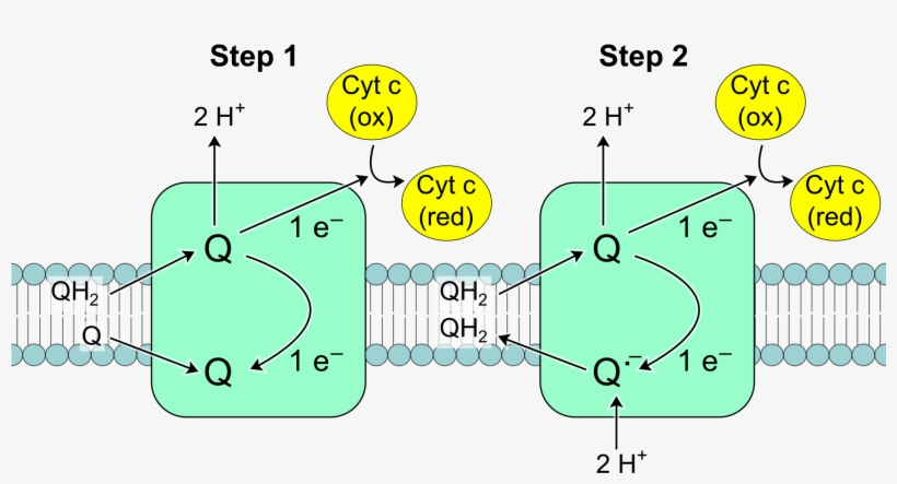 Complex Iii Reaction - Q Cycle In Oxidative Phosphorylation - Free ...