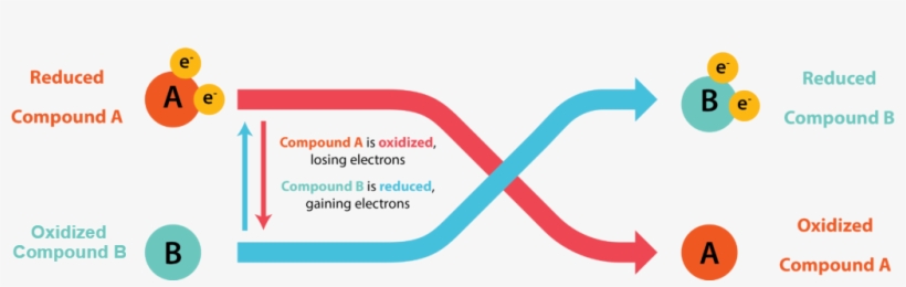Redox Reactions - Pair Of Redox Reactions - Free Transparent PNG ...