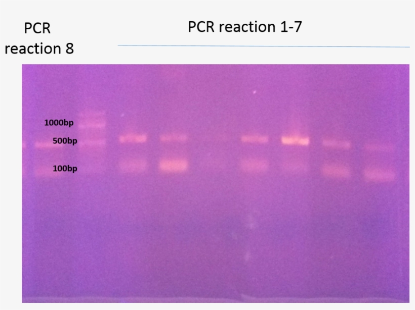 Pcr Reaction - Electric Blue - Free Transparent PNG Download - PNGkey