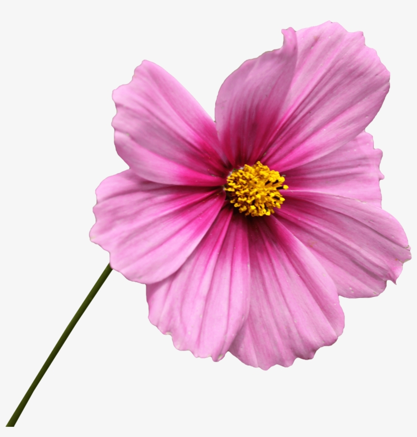Download - Flor Png - Free Transparent PNG Download - PNGkey
