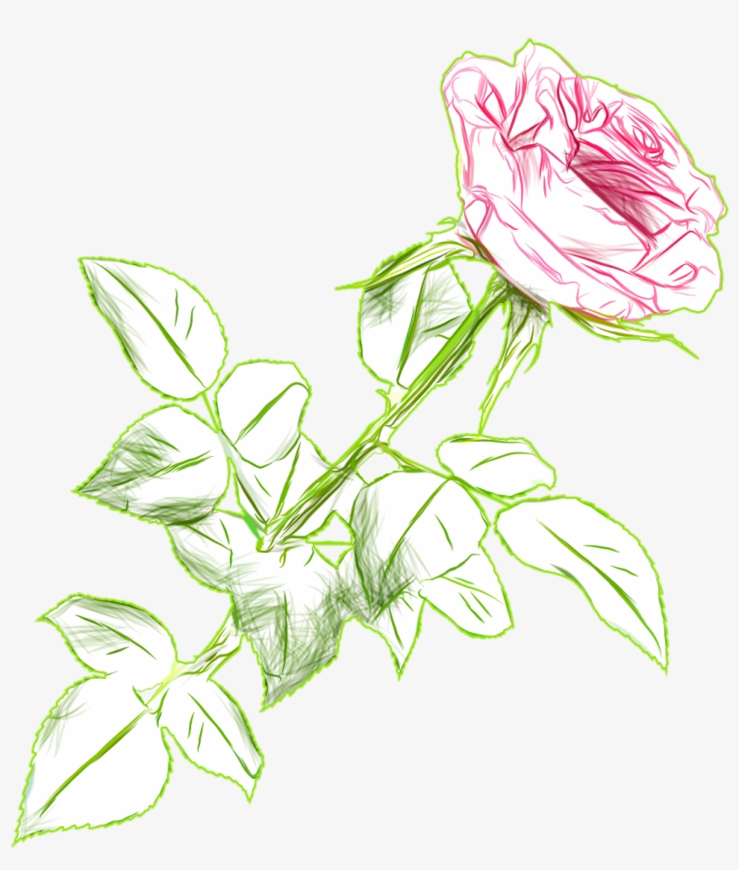 Rose Drawing Color Png Picture Image - Rose Drawing Color Transparent ...
