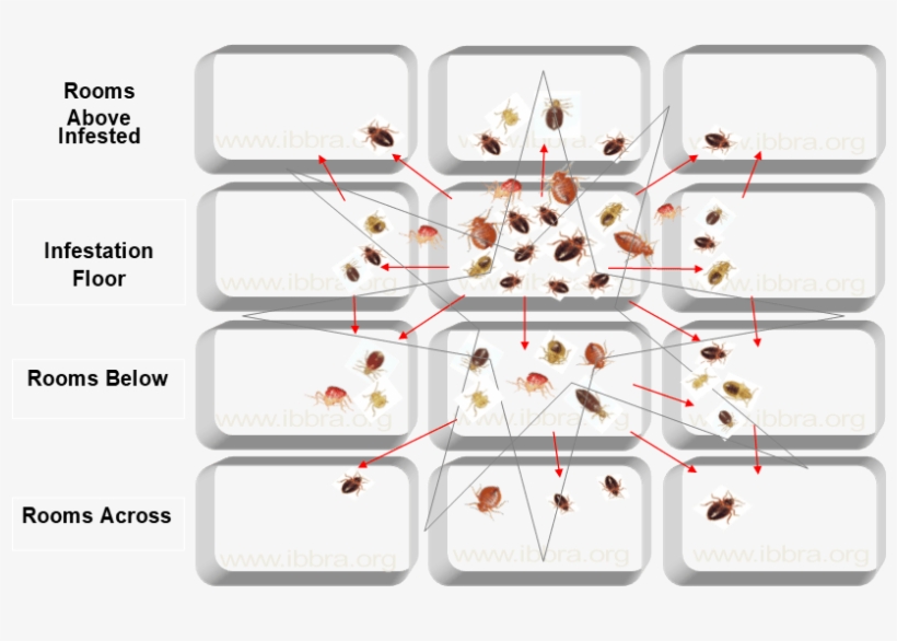 Star Burst - Bed Bug Bite - Free Transparent PNG Download - PNGkey