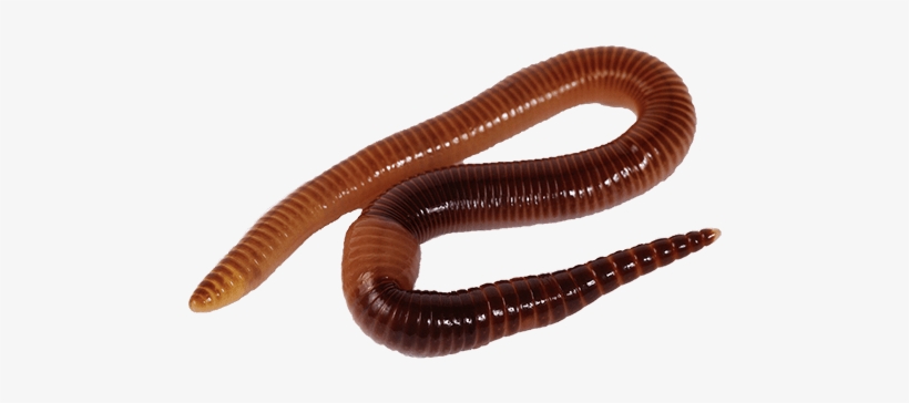 Earthworm Worm Png - Worm Hd - Free Transparent PNG Download - PNGkey