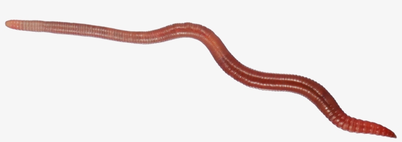 Worm Transparent Background - Free Transparent PNG Download - PNGkey